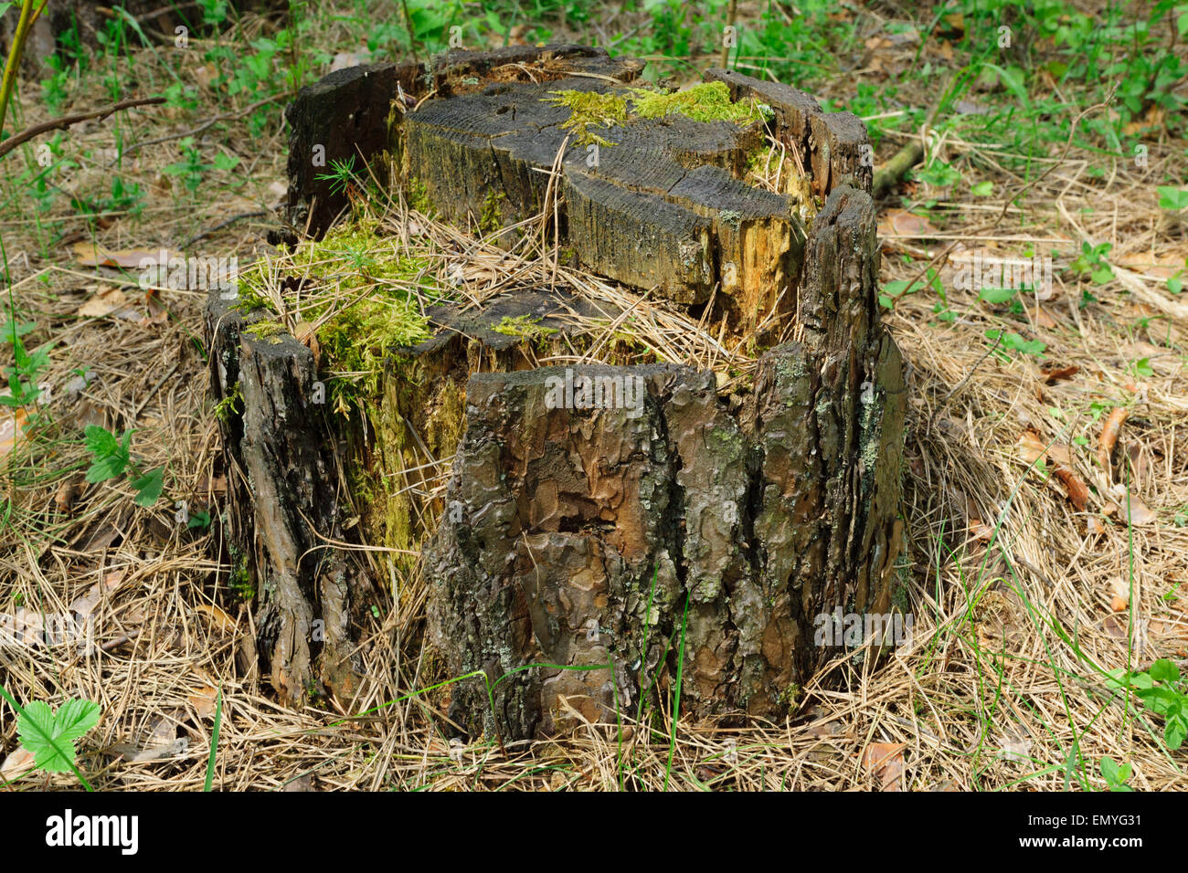Maple cross section hi-res stock photography and images - Alamy