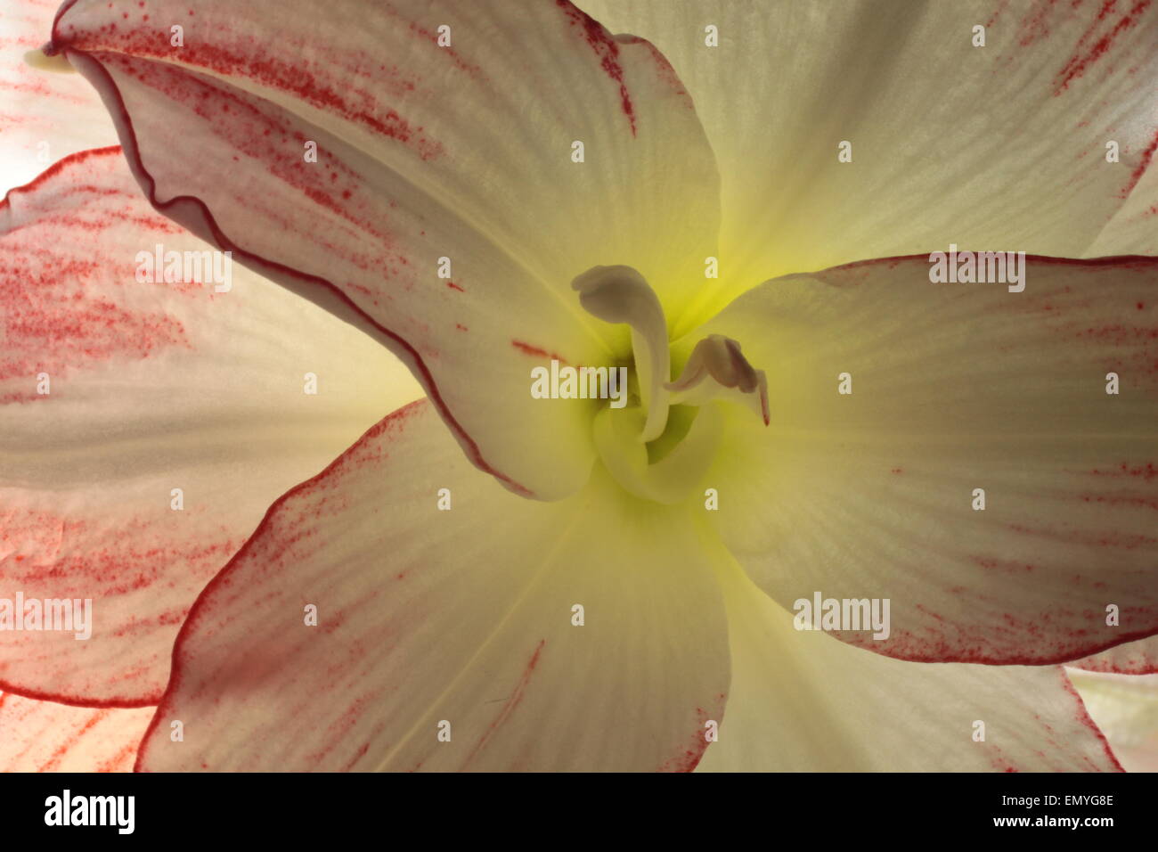 Drawing amaryllis flower decoration beautiful hi-res stock photography and images - Alamy