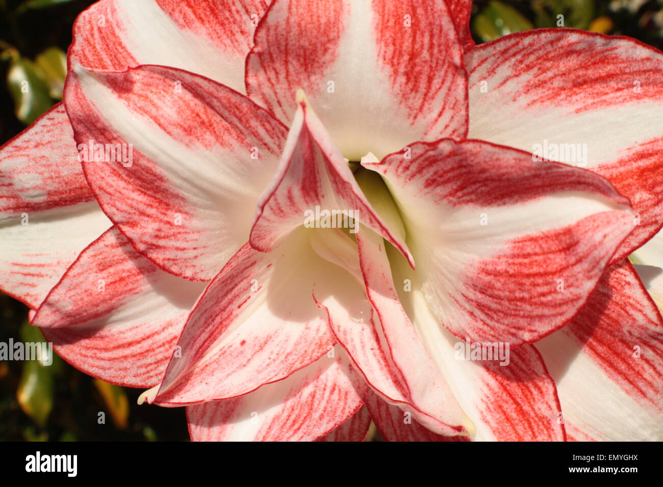 Amaryllis botanical illustration hi-res stock photography and images - Alamy
