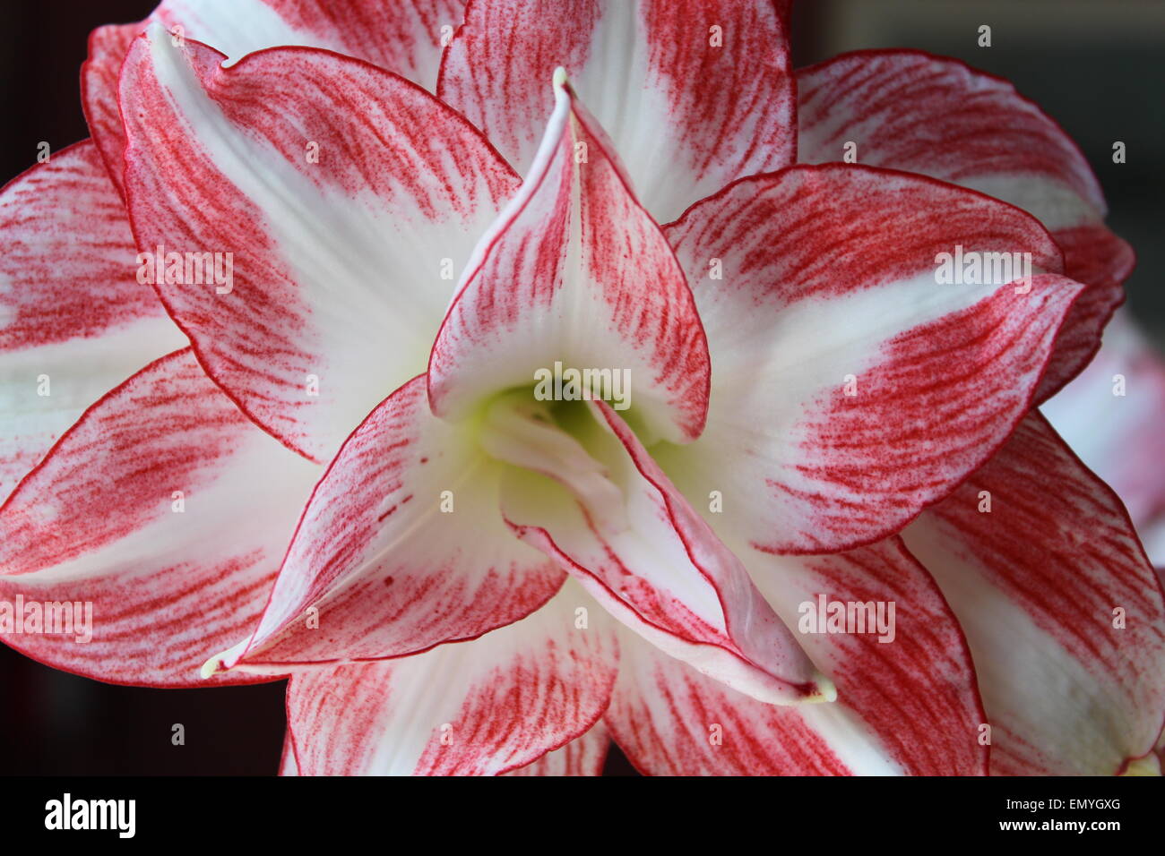 Amaryllis botanical illustration hi-res stock photography and images - Alamy