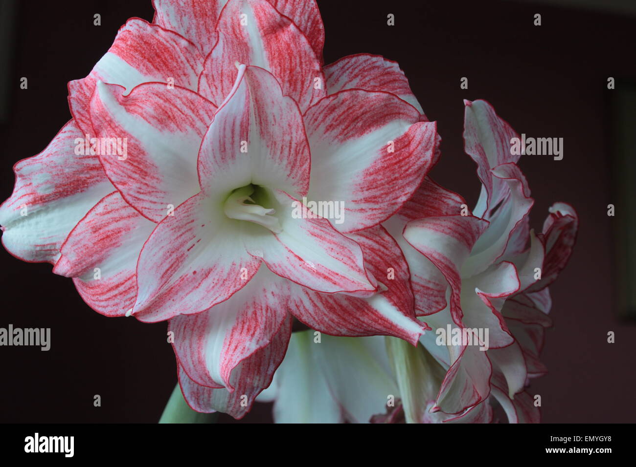 Amaryllis botanical illustration hi-res stock photography and images - Alamy