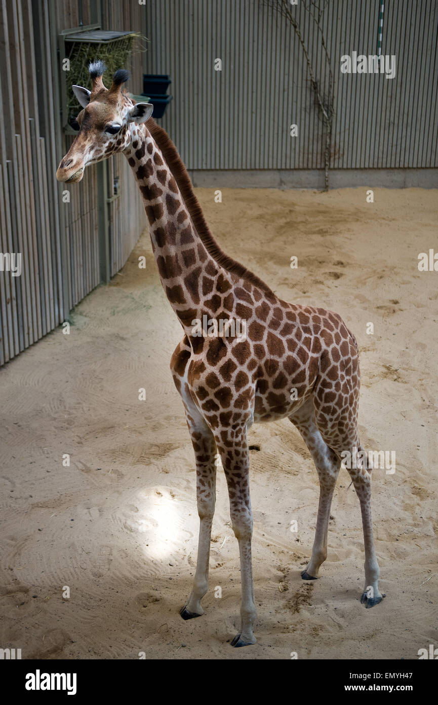 Dresden, Germany. 24th Apr, 2015. Giraffe Gaia walks through the ...