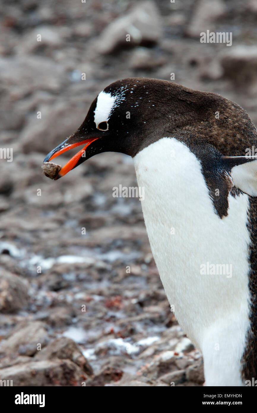 Gentoo Penguin carrying pebble for nest Nekko Harbour Antarctic ...