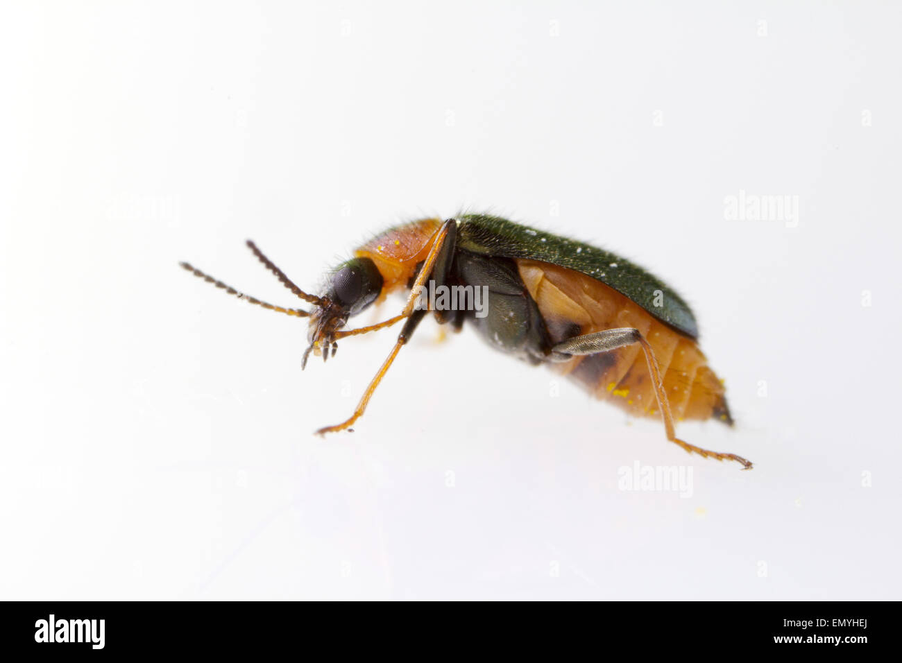 Red and black beetle on white background, 3X life size magnification ...