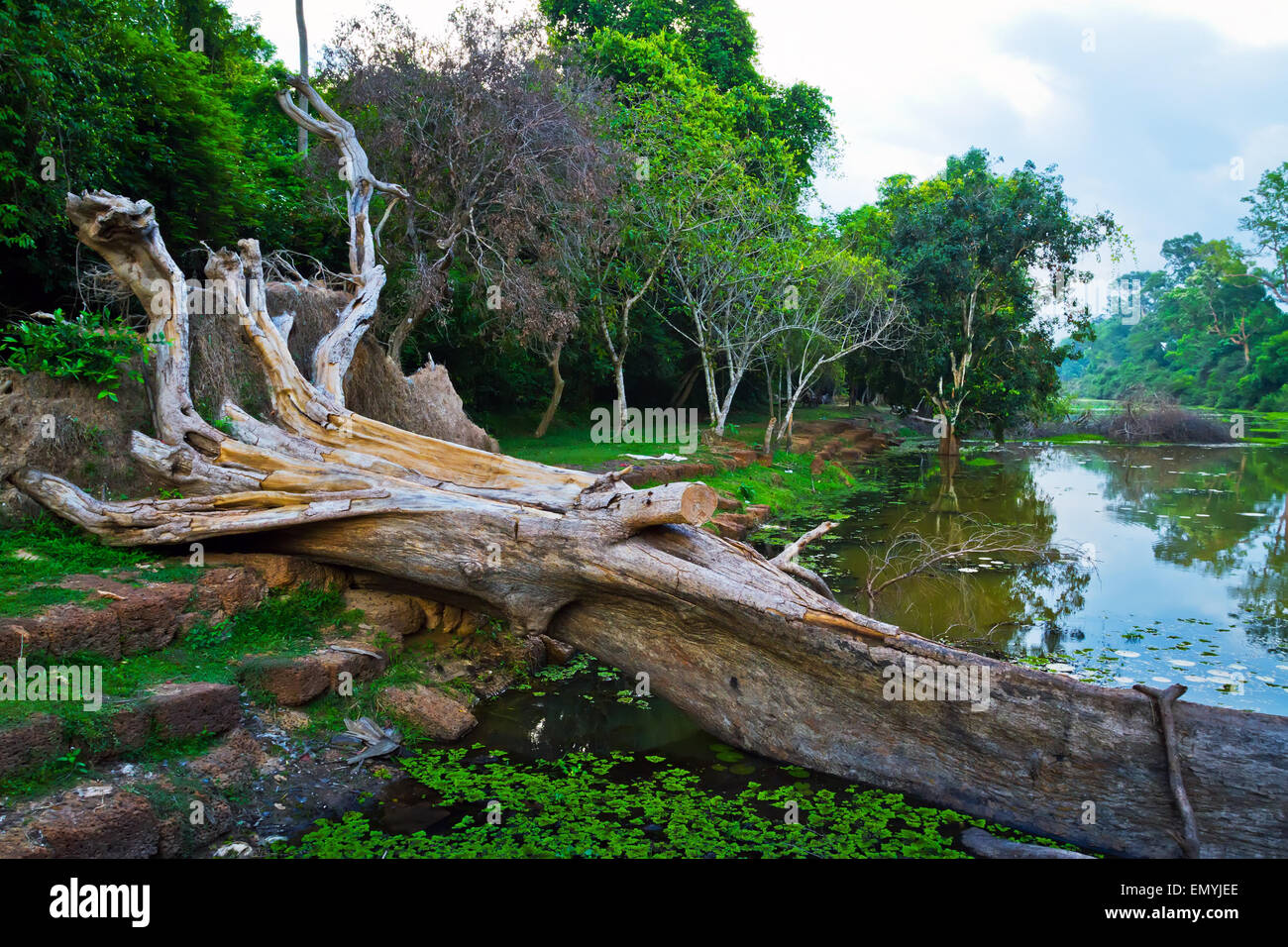 Fallen tree Stock Photo - Alamy