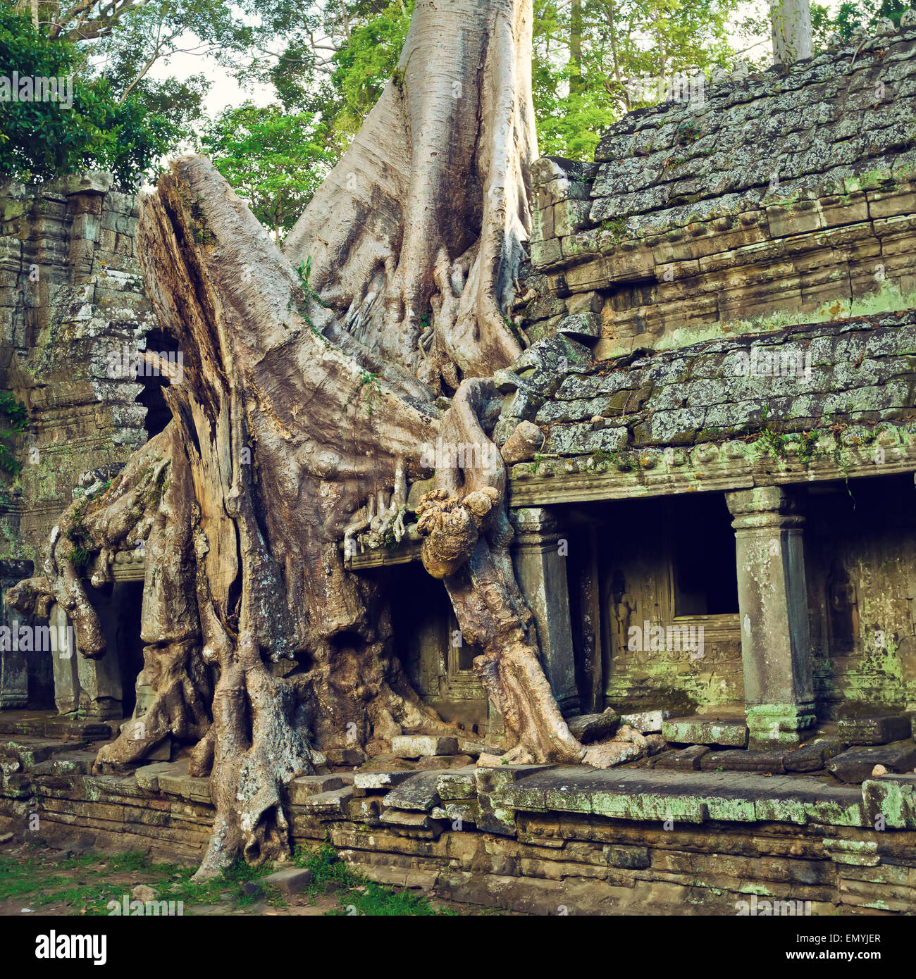Giant tree шт Siem Reap Stock Photo - Alamy