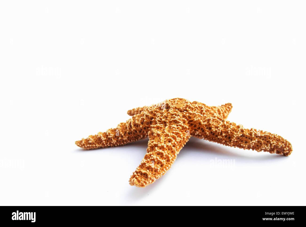 Starfish Tube Feet High Resolution Stock Photography and Images - Alamy