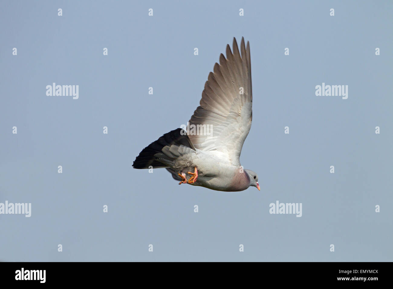 Bird birds decreasing doves dove hi-res stock photography and images ...