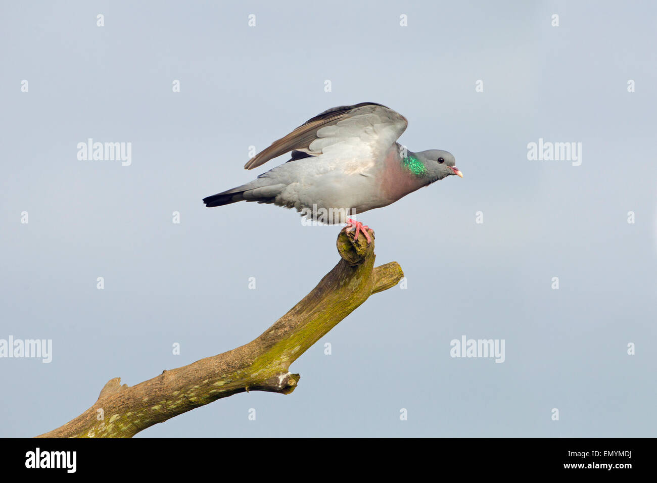 Dove of the woods hi-res stock photography and images - Alamy
