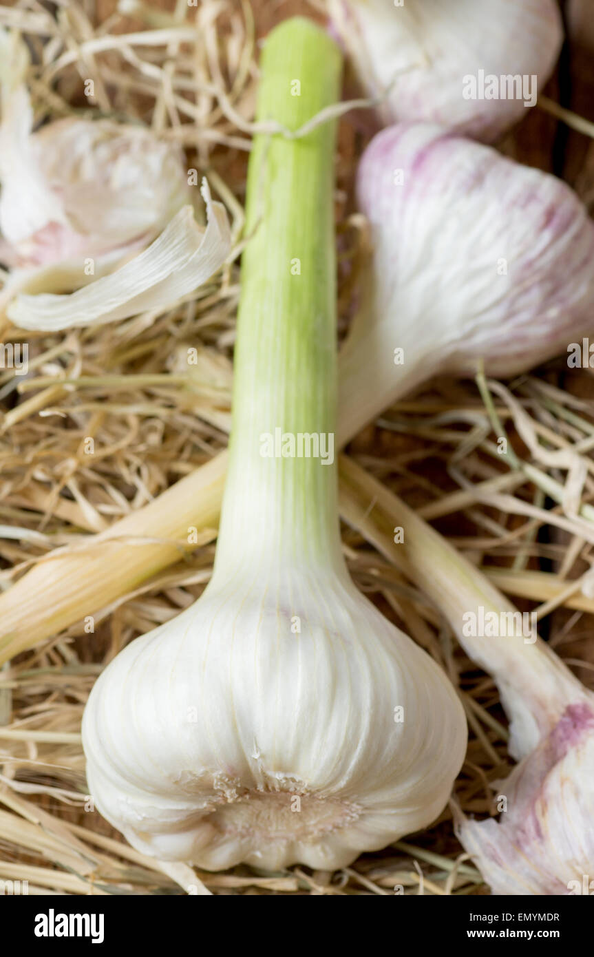 Garlic with long stem hi-res stock photography and images - Alamy