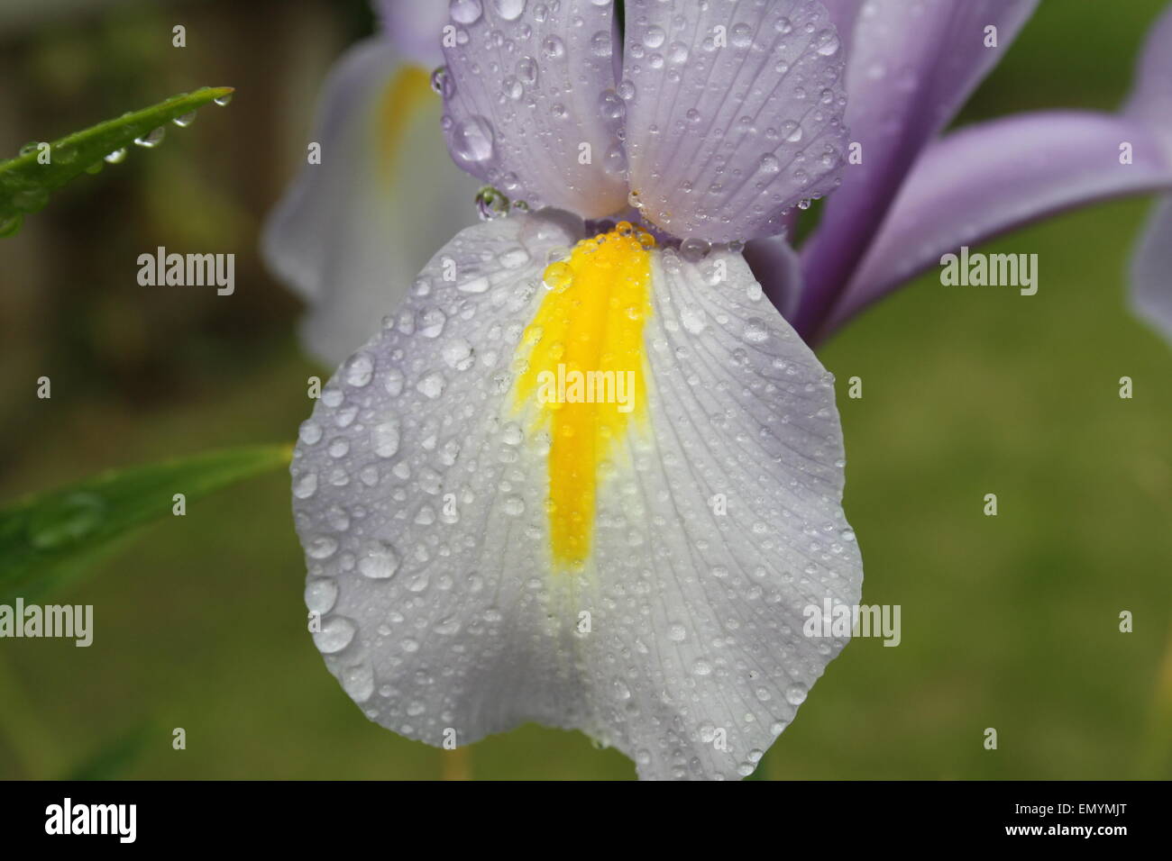 Purple flower after the rain Stock Photo - Alamy