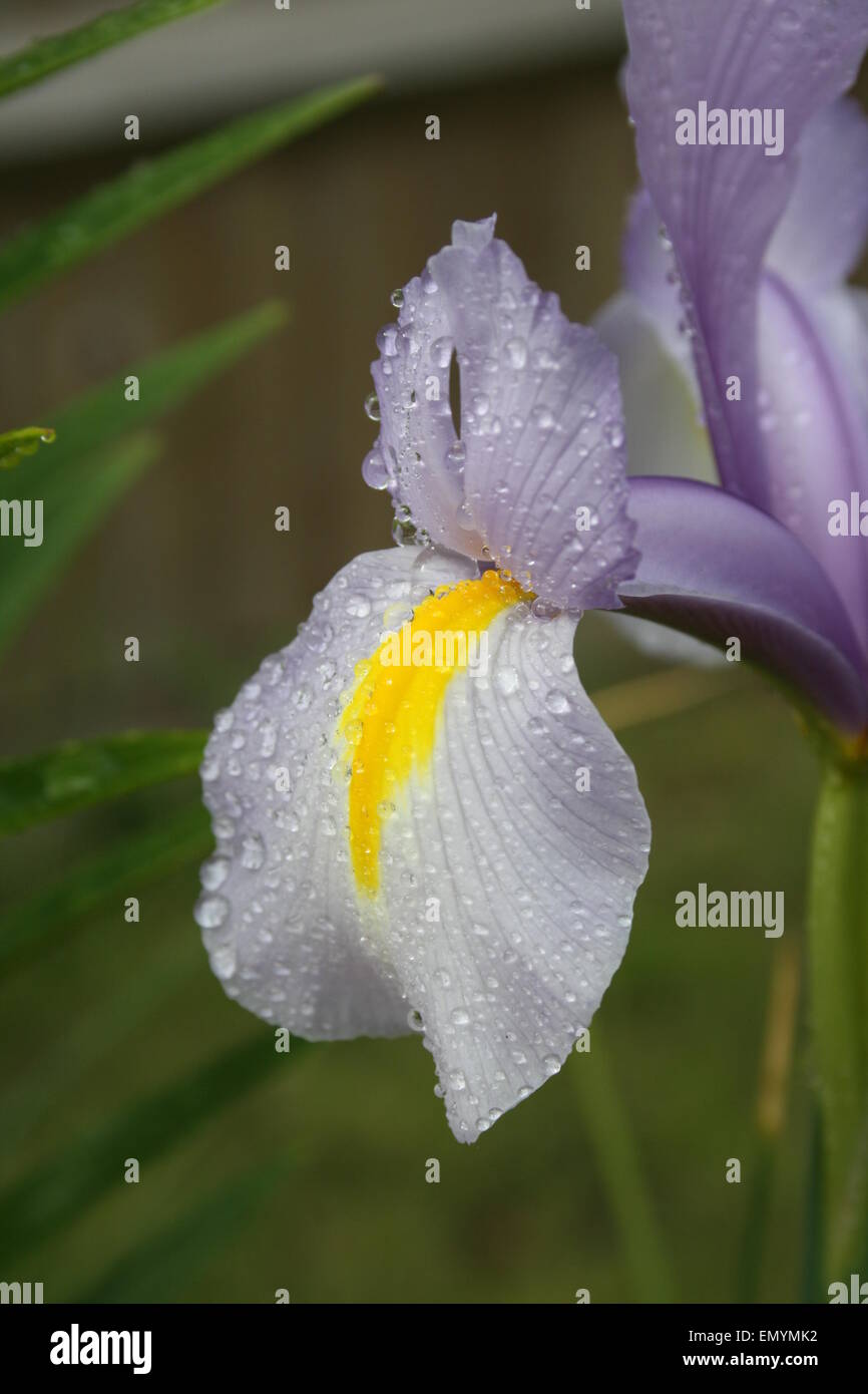 Purple flower after the rain Stock Photo - Alamy