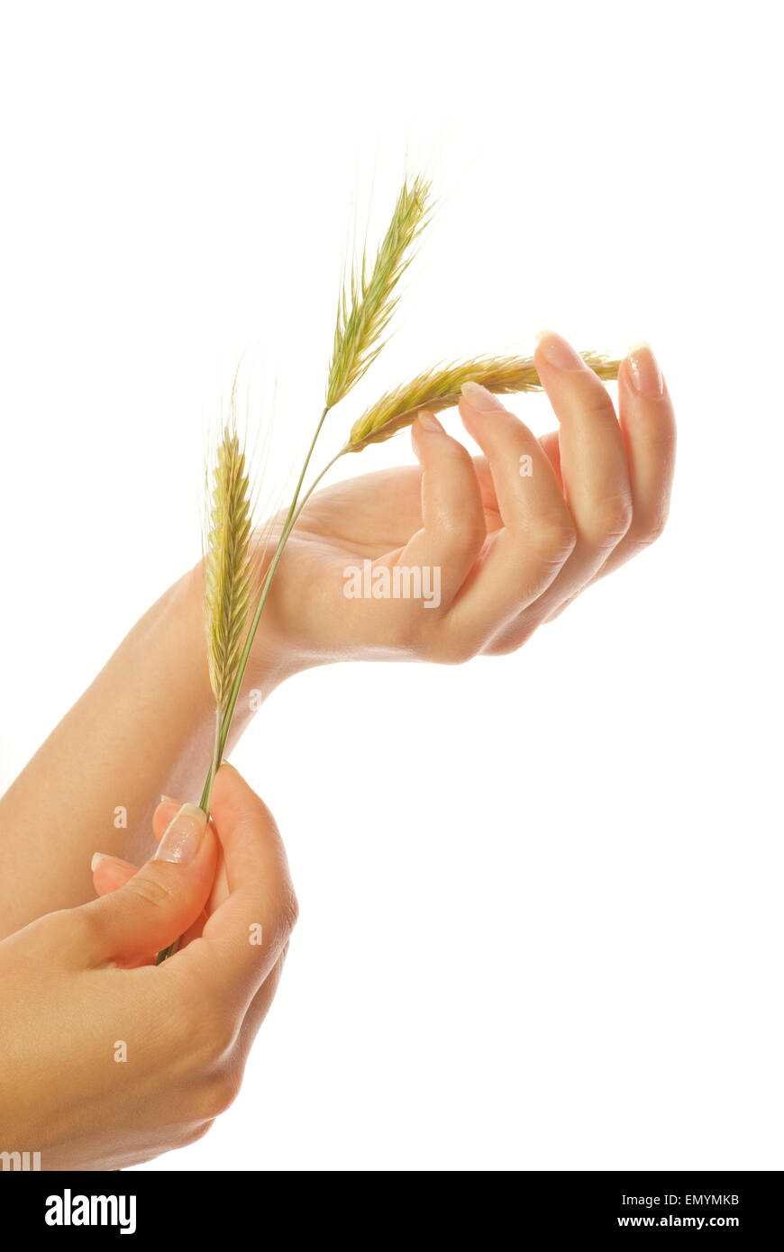 Woman's hand with wheat isolated on white background Stock Photo - Alamy