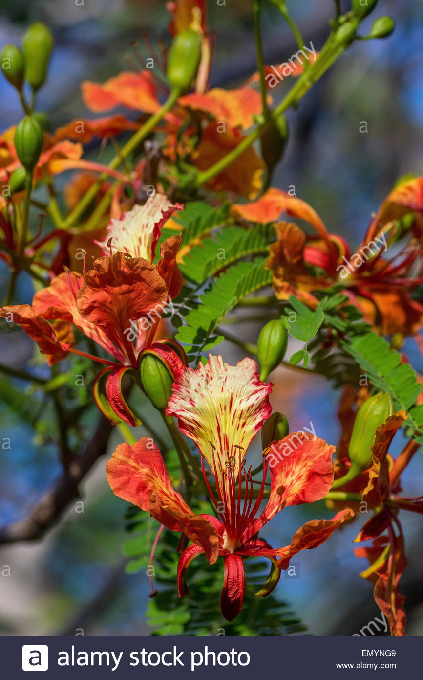 Mexican Bird Paradise High Resolution Stock Photography and Images - Alamy