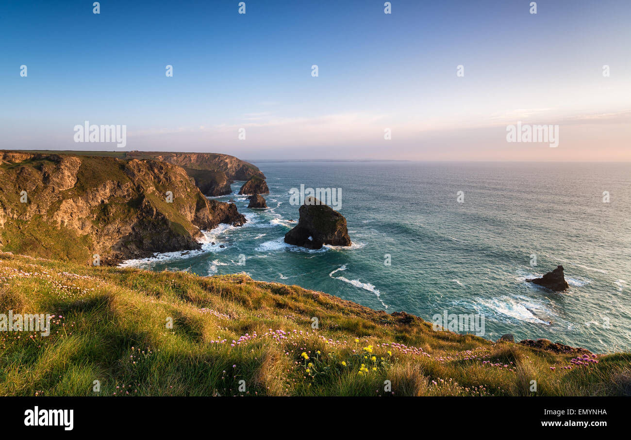Wildflowers in bloom on the north Cornwall coast at Pentire Steps ...