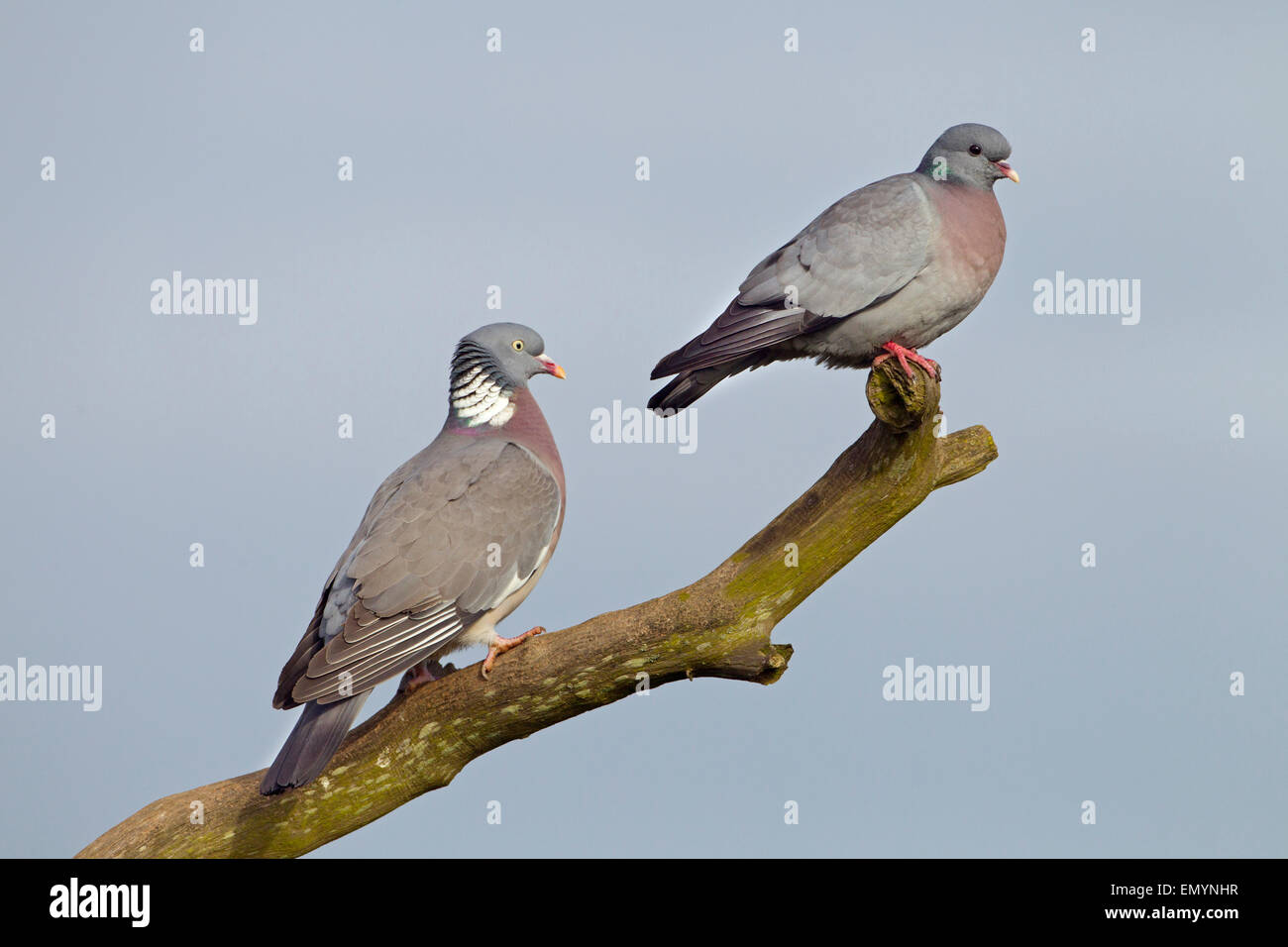 Stock Dove Columba oenas & wood pigeon perched Stock Photo - Alamy