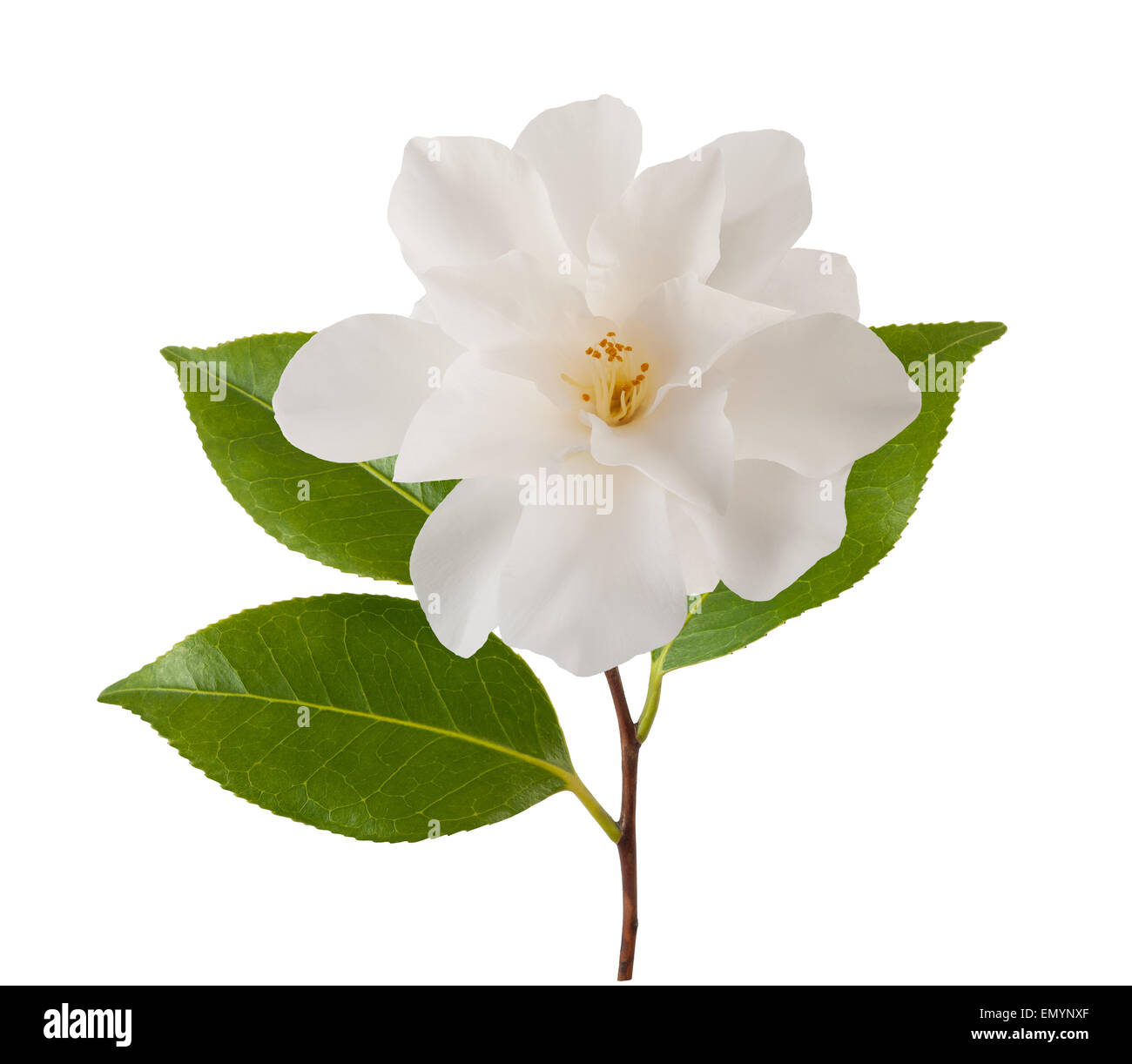 Leaf of camellia sinensis hi-res stock photography and images - Alamy
