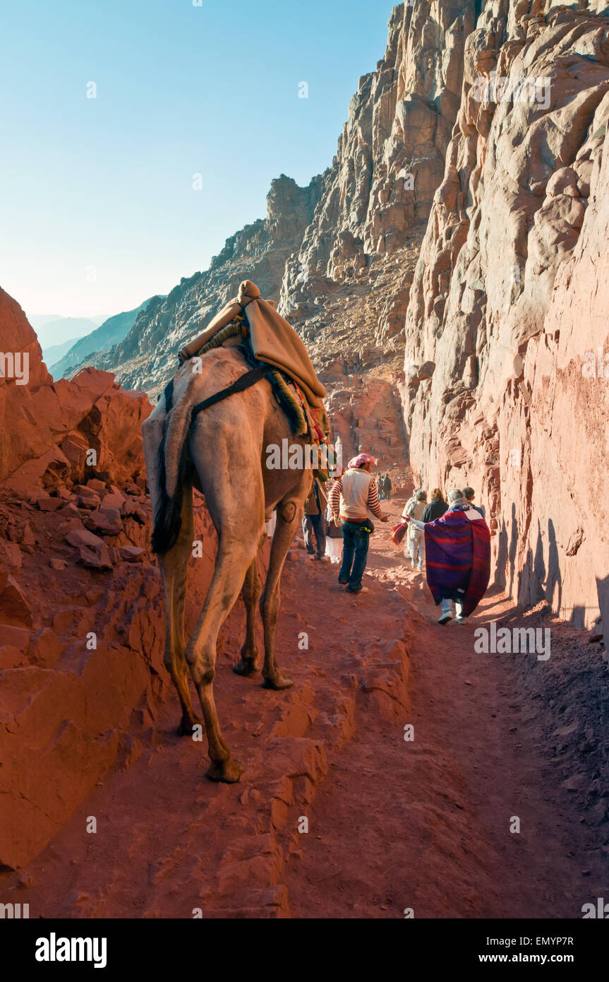 Camel guide offers pilgrims help in downhill from Mount Sinai Stock ...