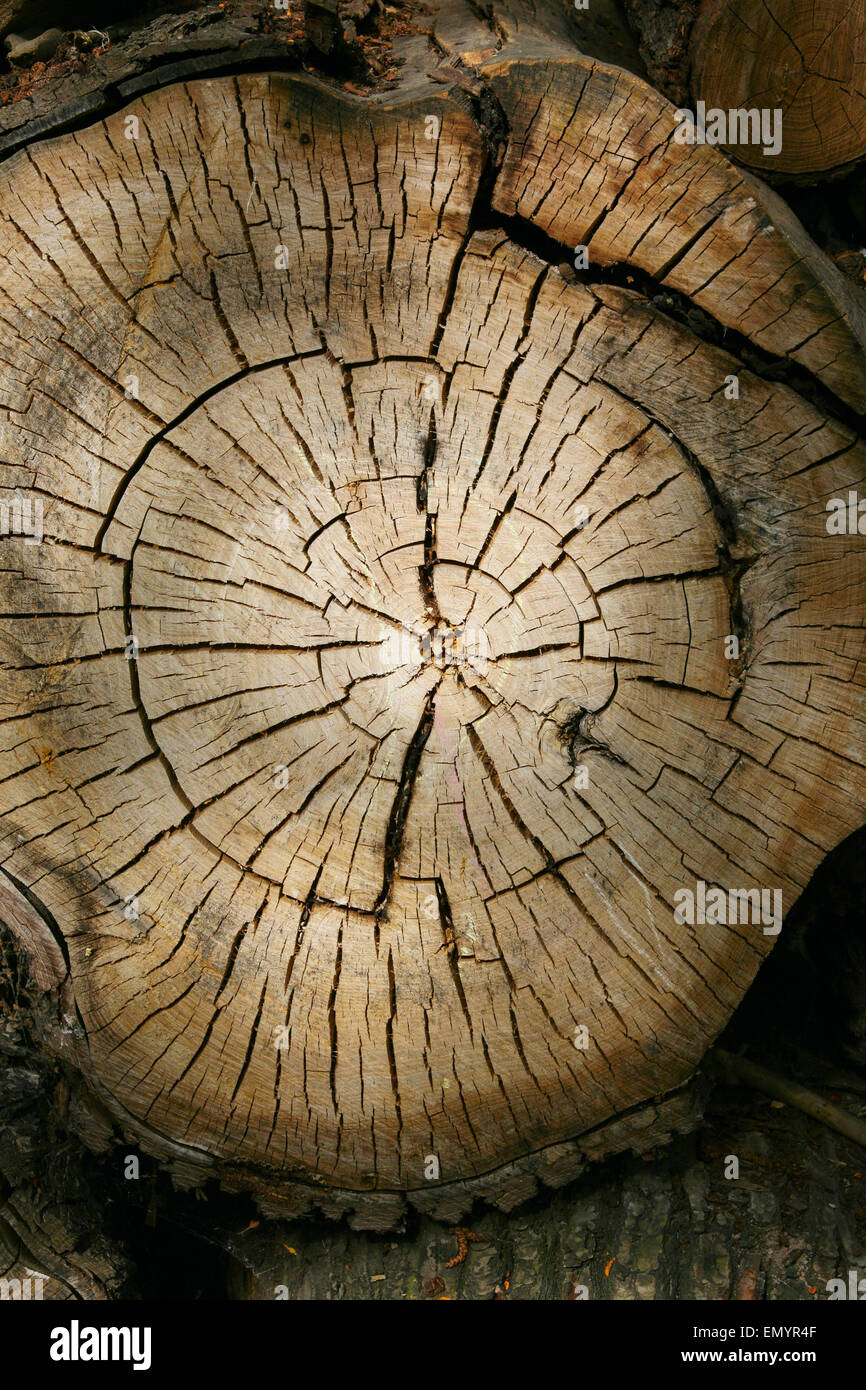 Full screen high resolution shot of wood. Good for a texture or a ...