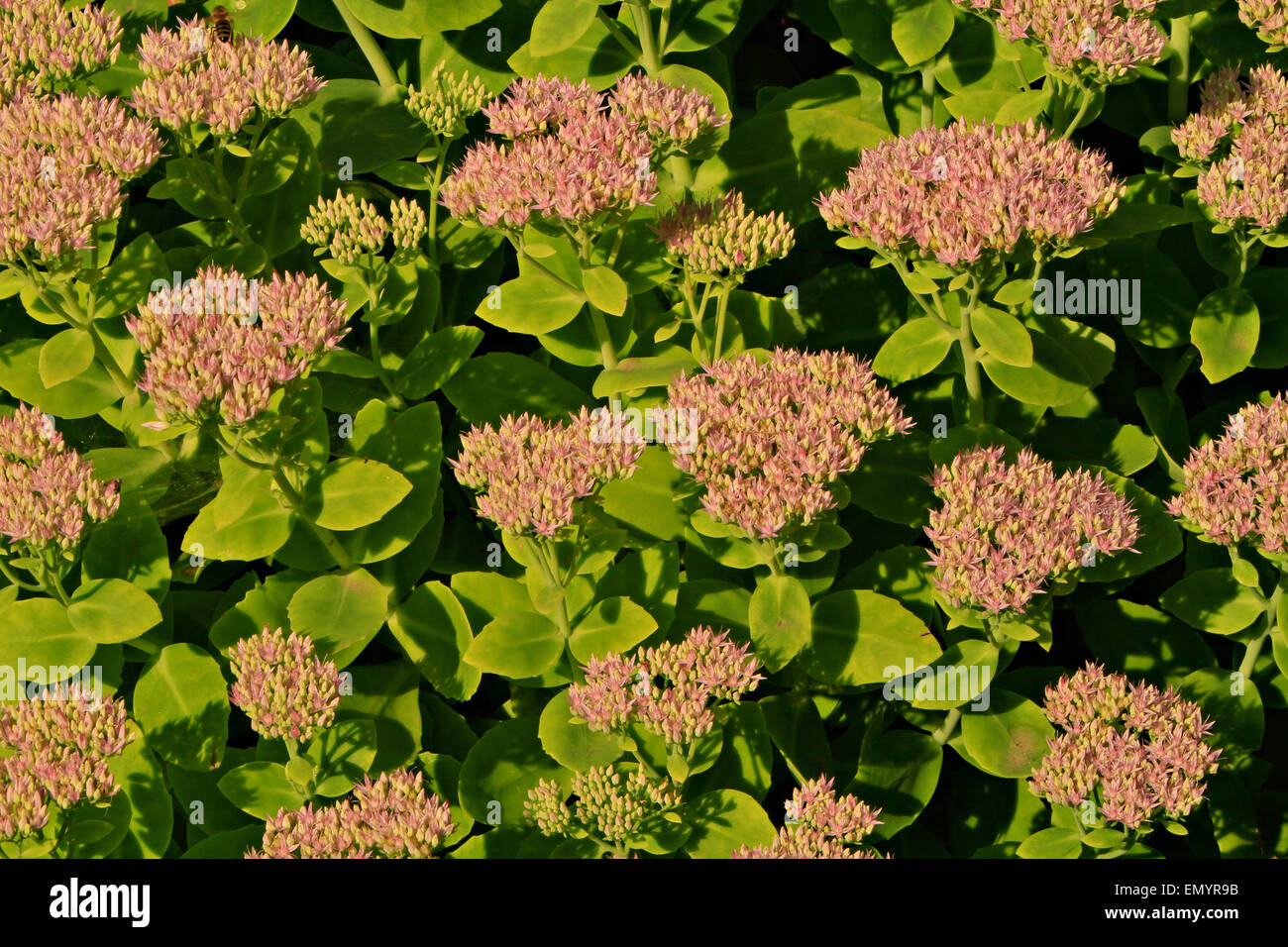 Sedum spectabile hi-res stock photography and images - Alamy