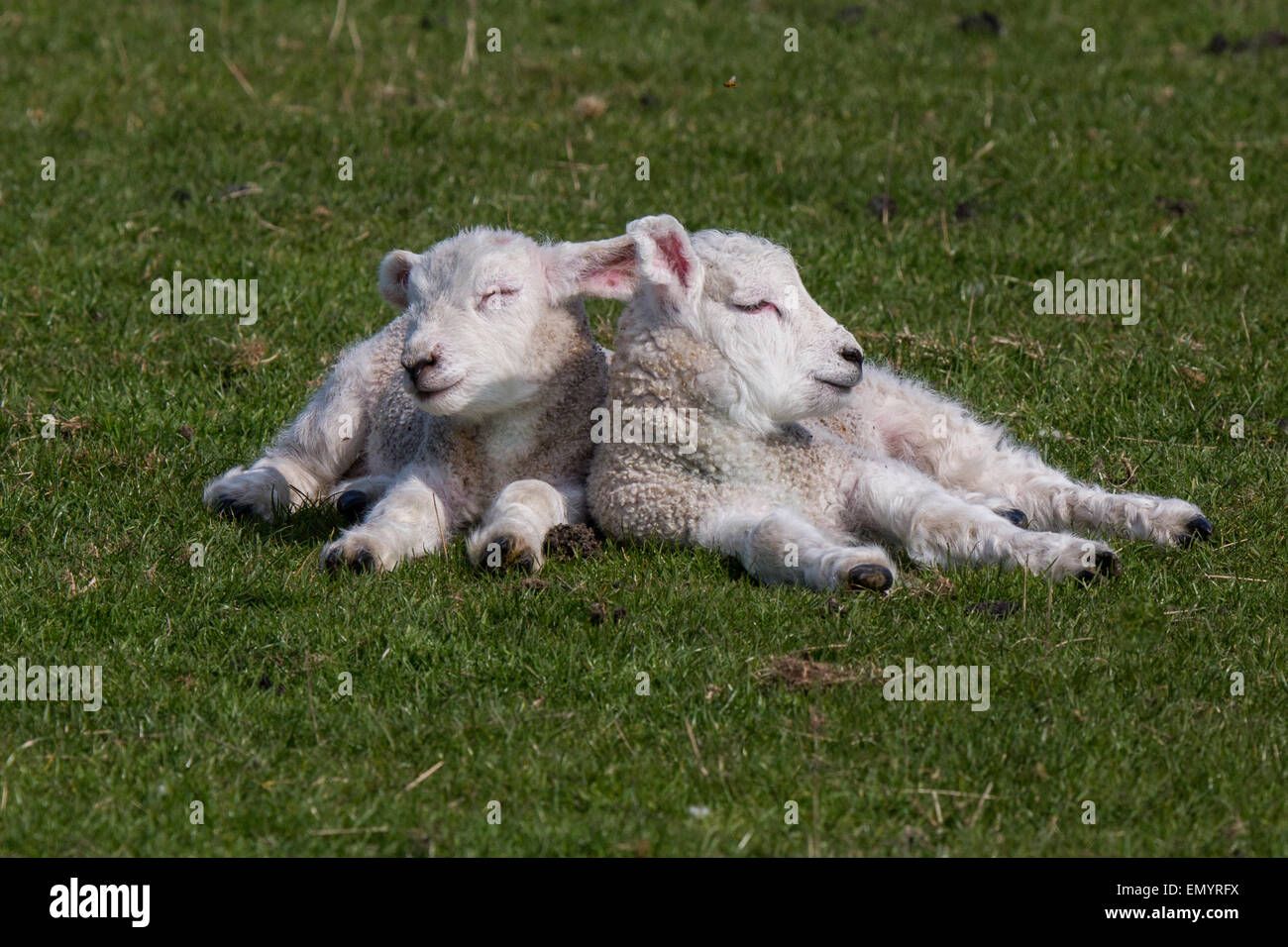 Two lambs asleep in a field near Rye, East Sussex Stock Photo - Alamy