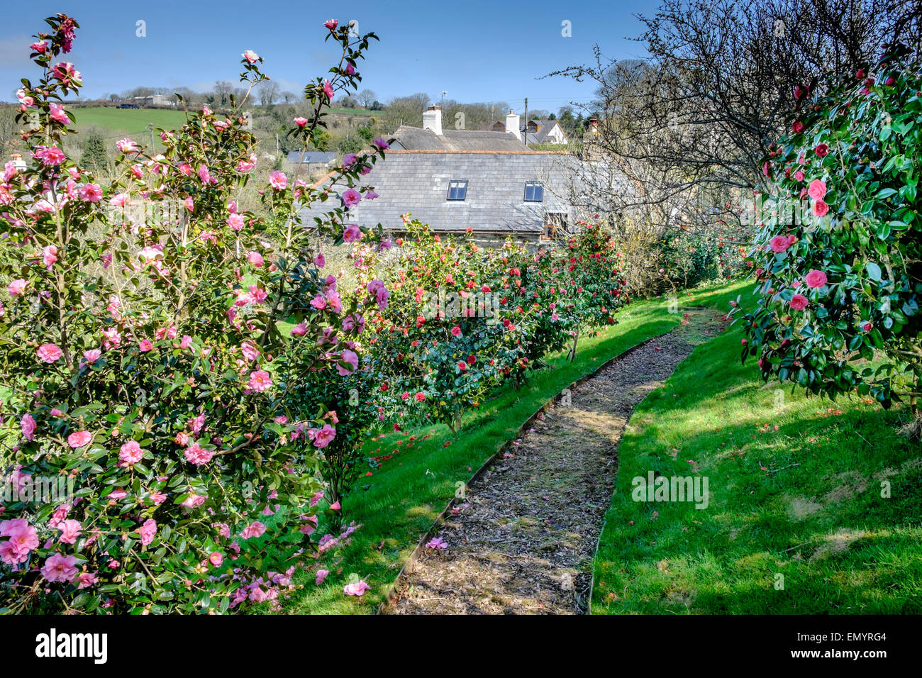 A pathway through a Devon garden with camellia bushes Stock Photo - Alamy