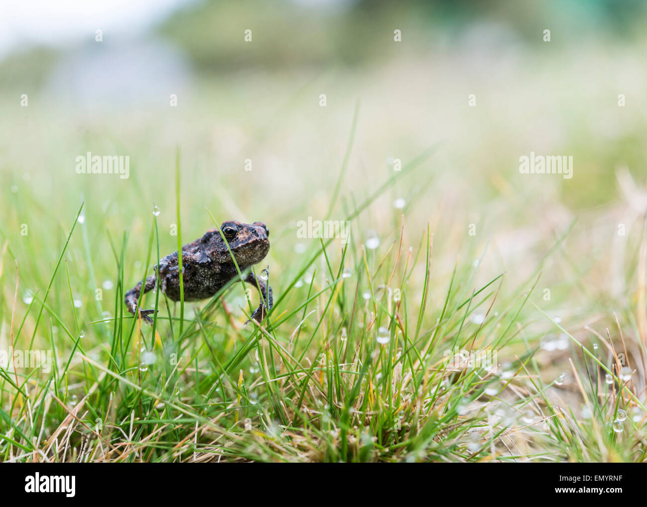 Common Toad amongst the grass Stock Photo - Alamy