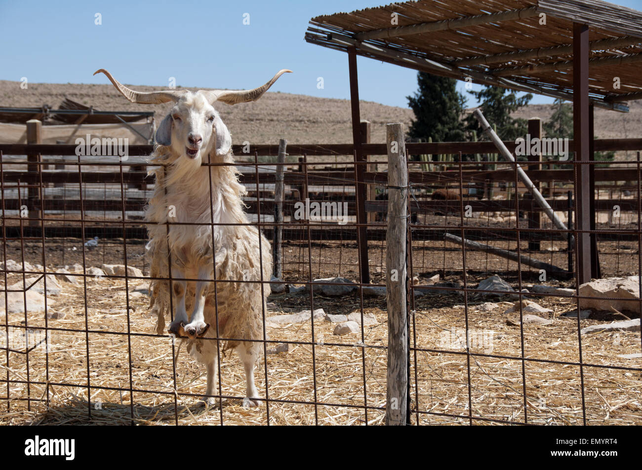 A goat at the Alpaca farm, Negev desert, Israel Stock Photo - Alamy