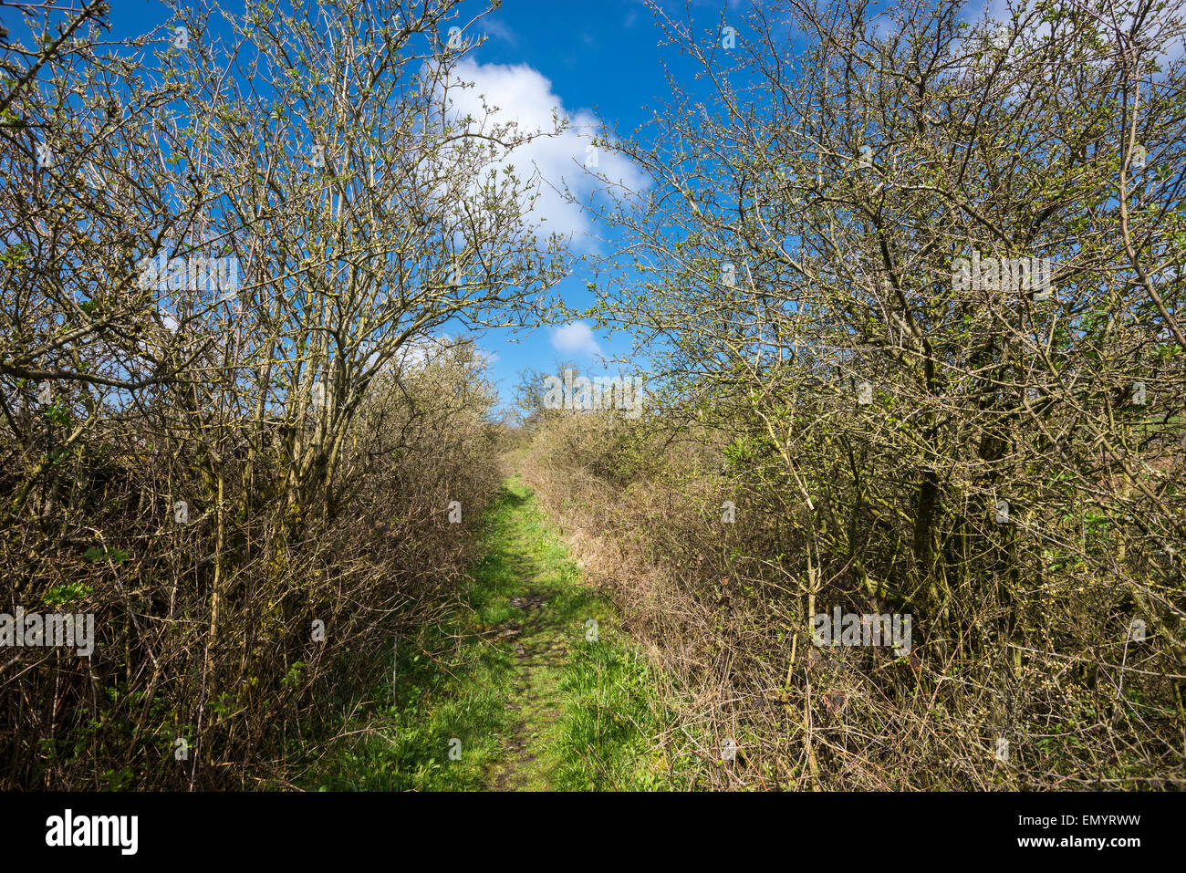 Overgrown hedges hi-res stock photography and images - Alamy