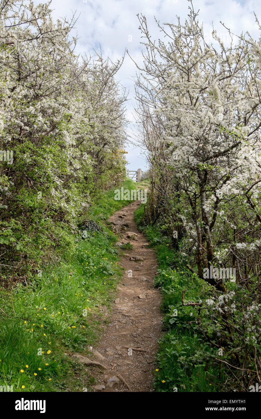 Spring flowering shrubs uk hi-res stock photography and images - Alamy