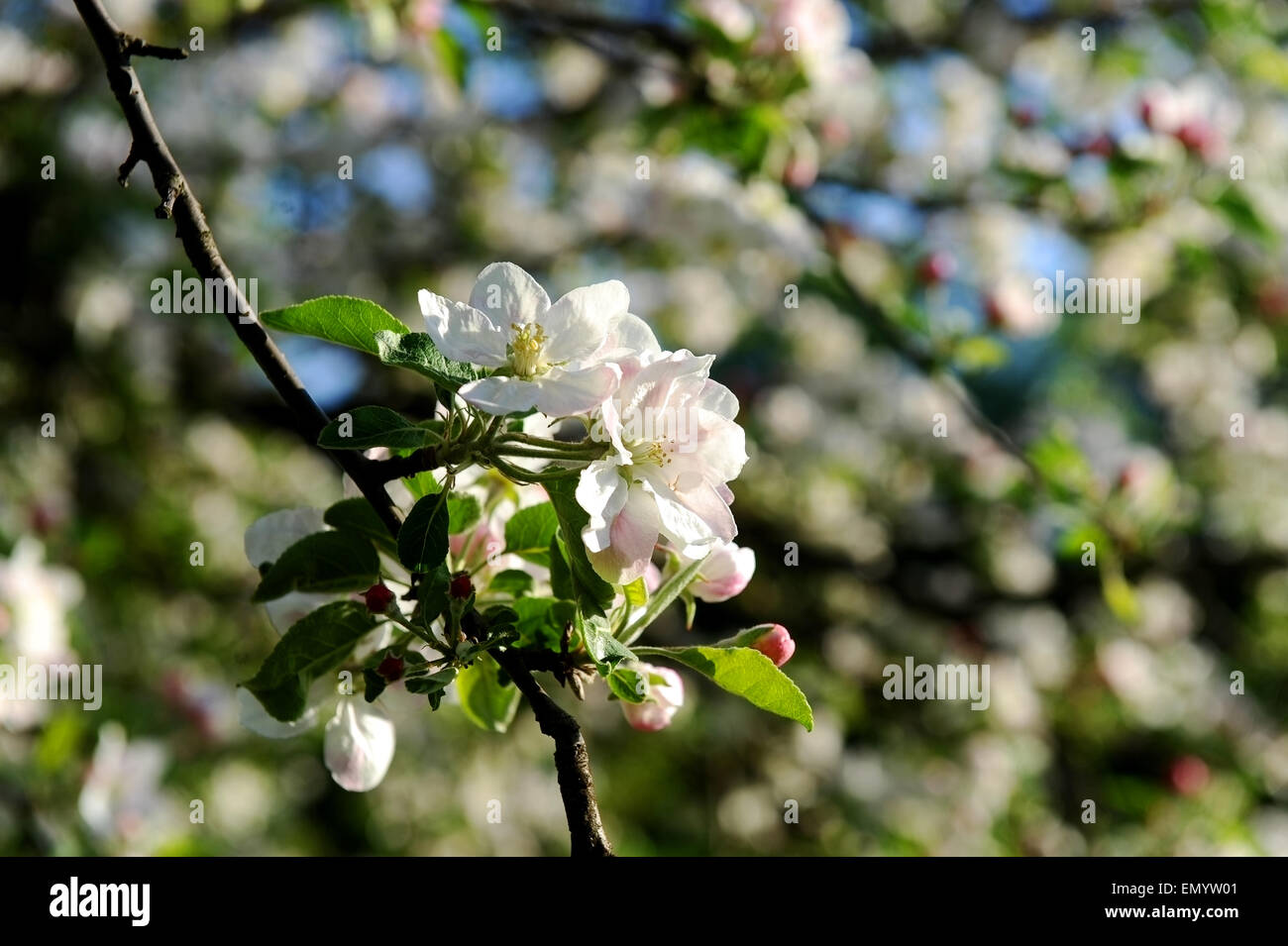 Spring blooming fruit tree hi-res stock photography and images - Alamy