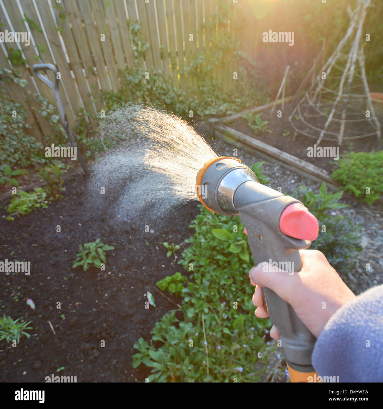 watering domestic vegetable patch on a spring evening Stock Photo - Alamy