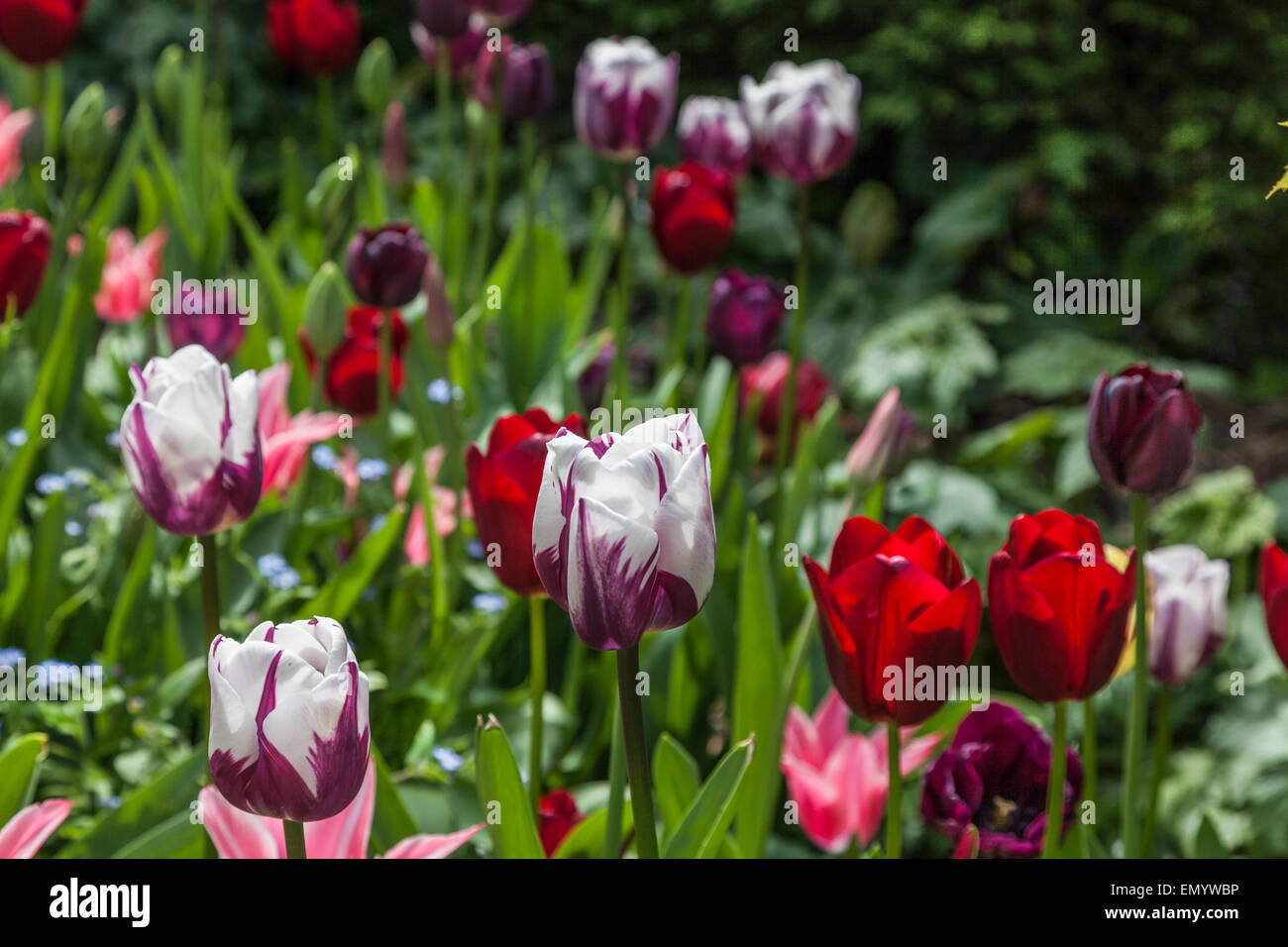Random planting of different multi colored Tulips in a garden Stock ...