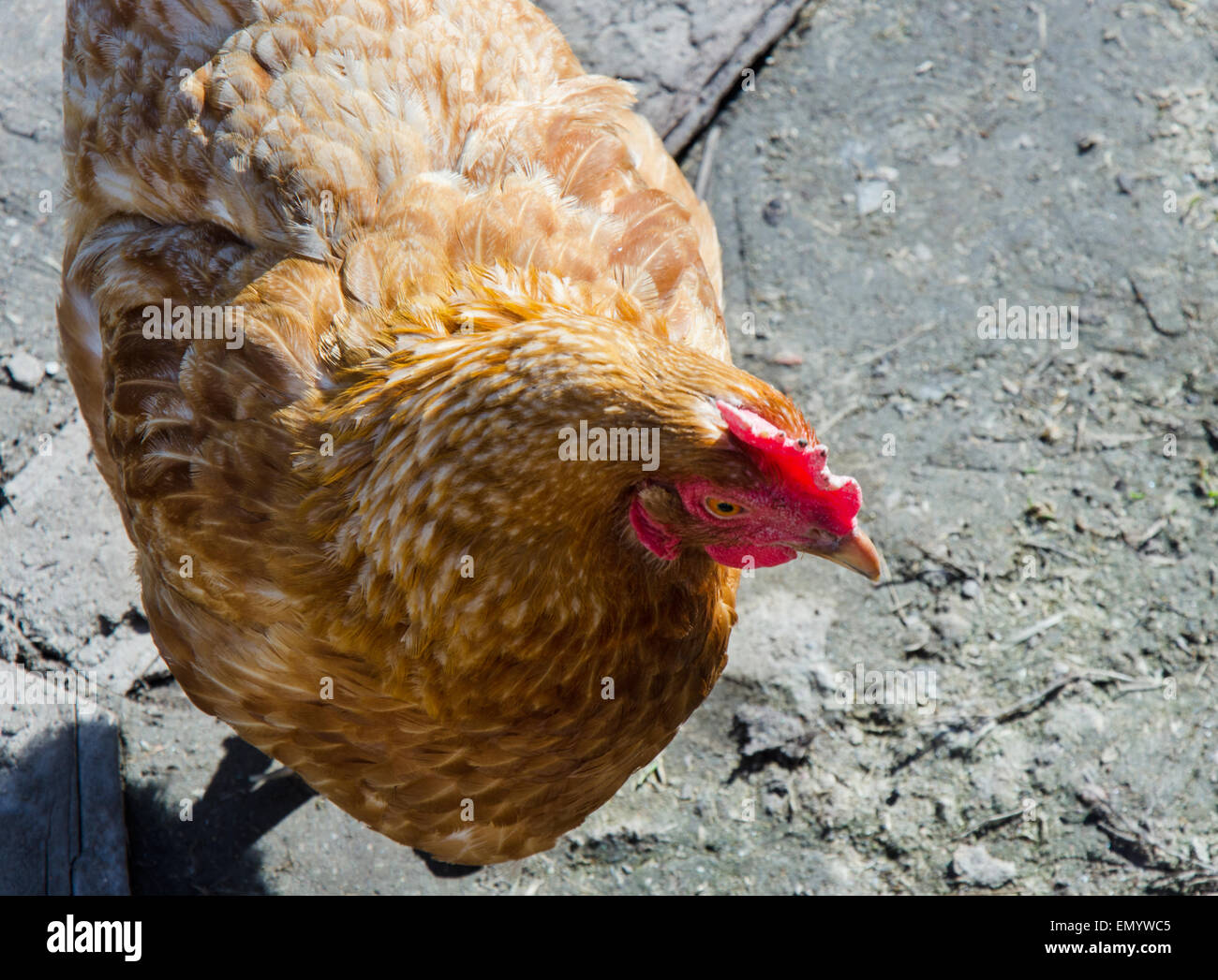 Chiken farm hi-res stock photography and images - Alamy