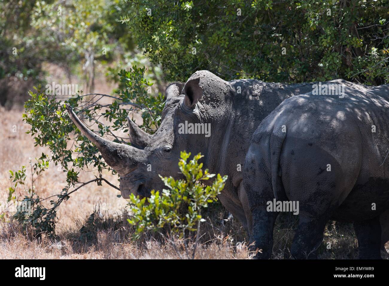 rhino in the savanna of Africa Stock Photo - Alamy