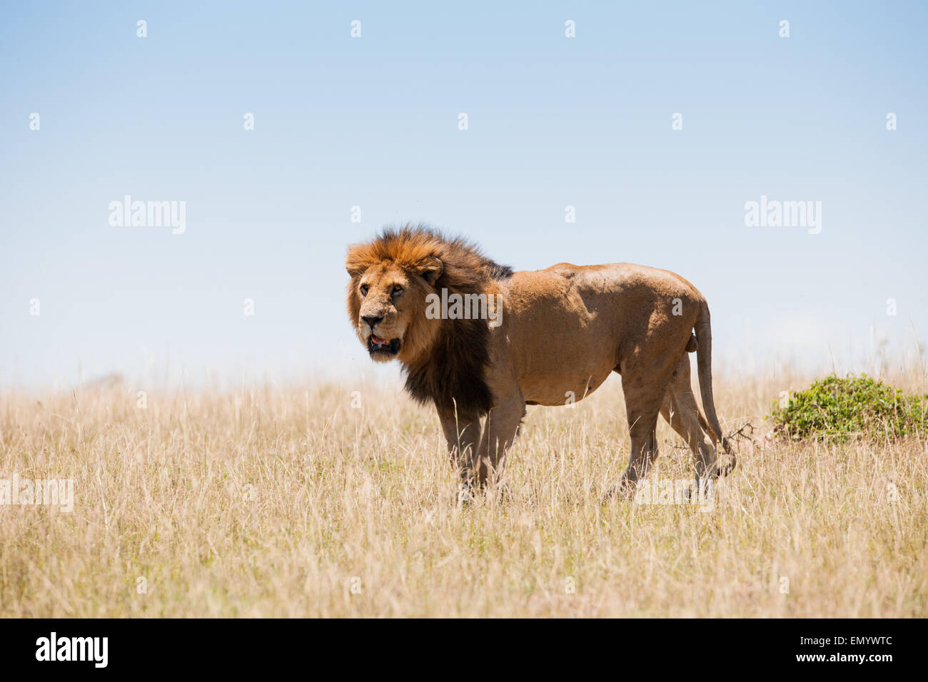 Lion in the savanna of Africa Stock Photo - Alamy