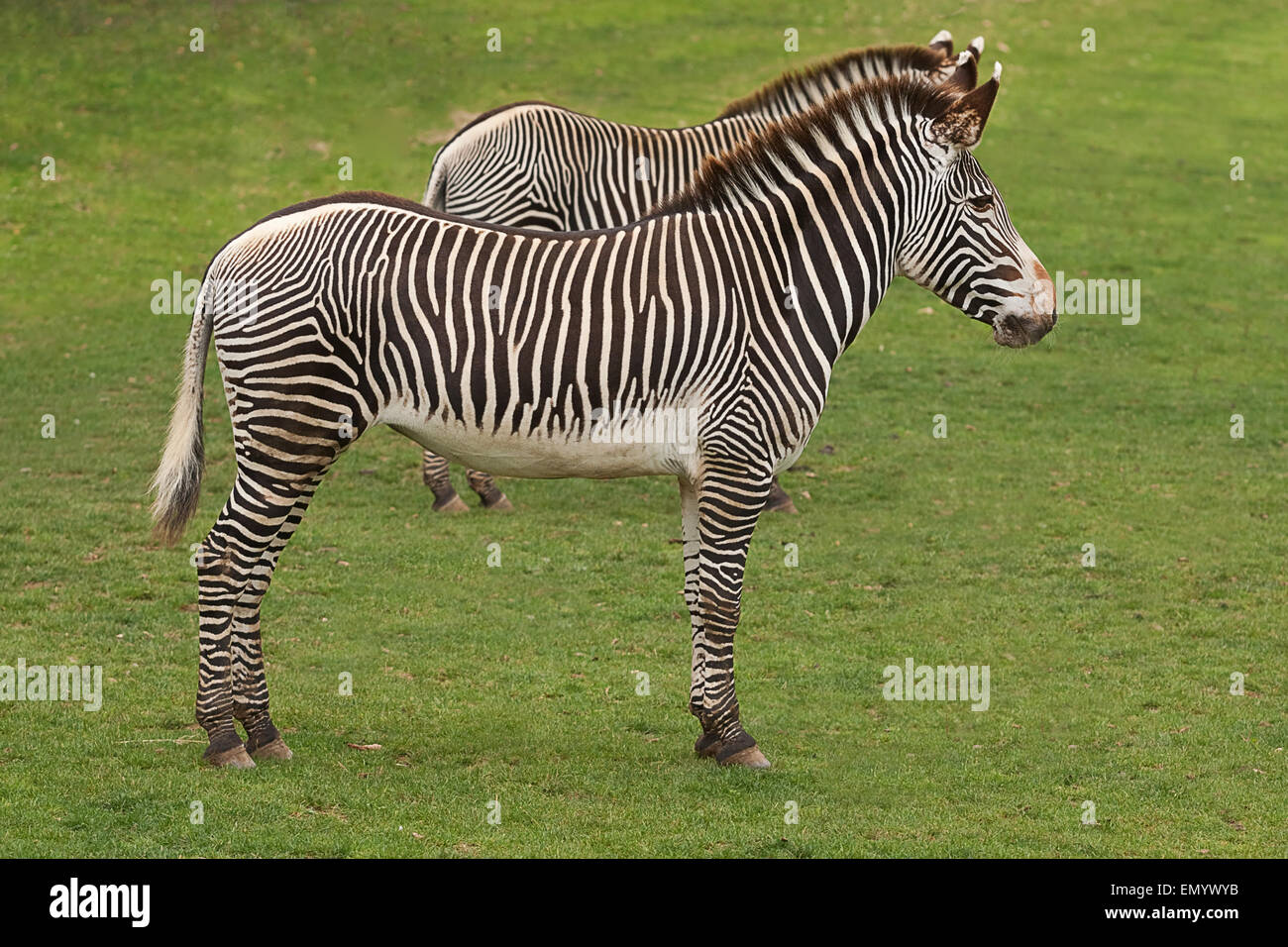 photo of two zebra standing still Stock Photo - Alamy