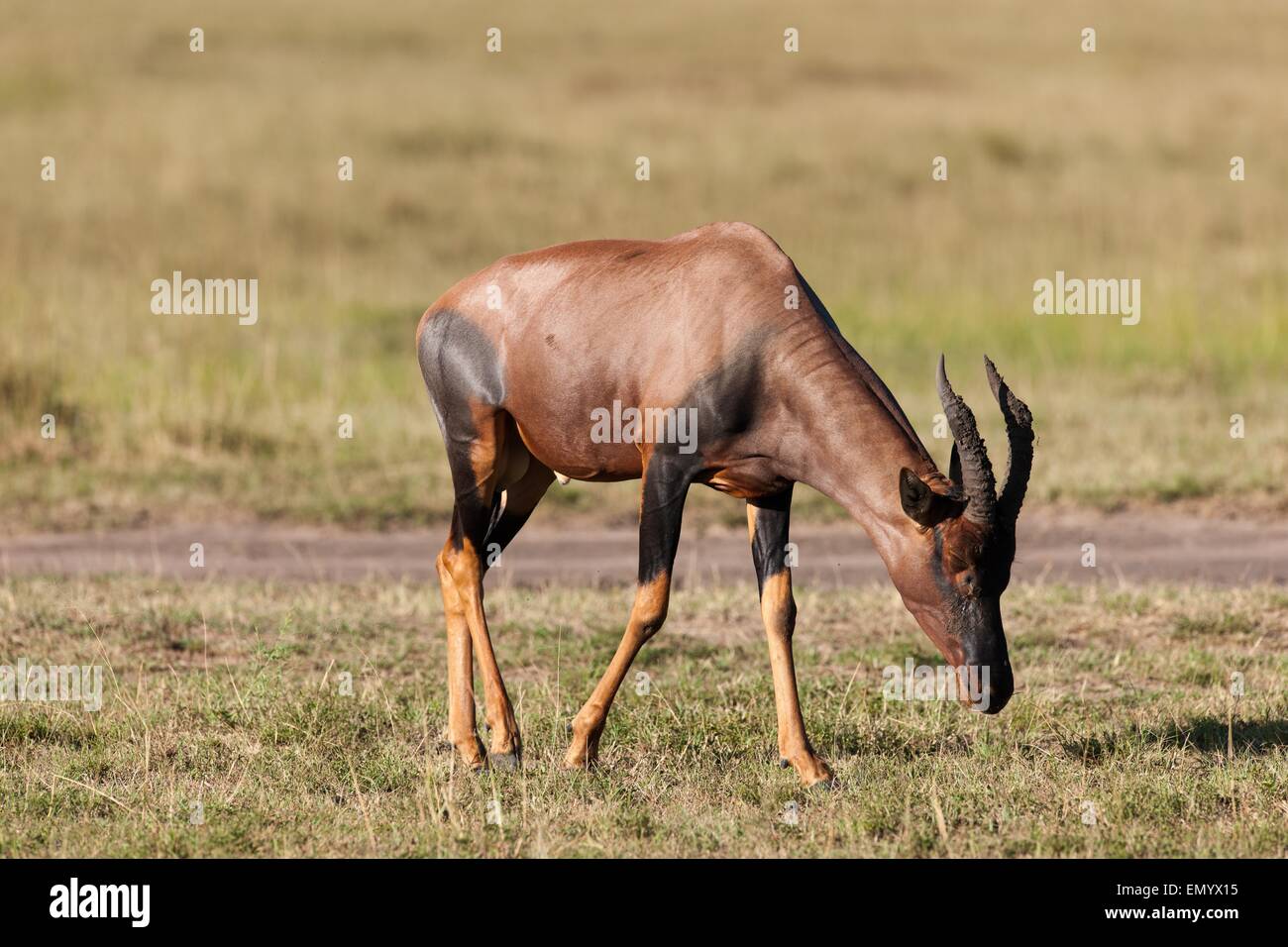 topi antelope in the savanna of Kenya Stock Photo - Alamy