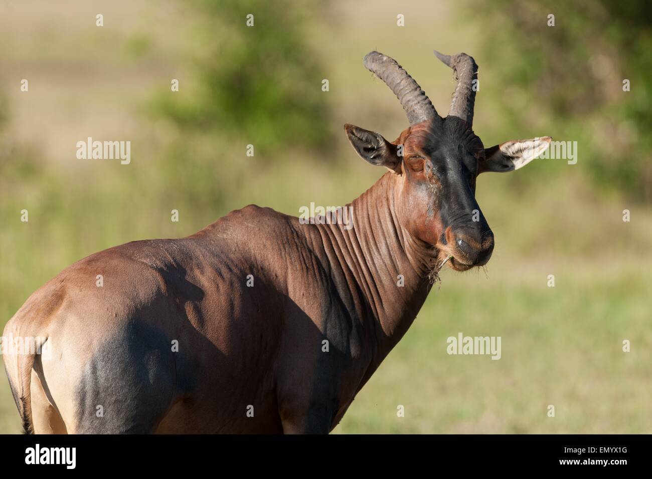 Topi antelope hi-res stock photography and images - Alamy