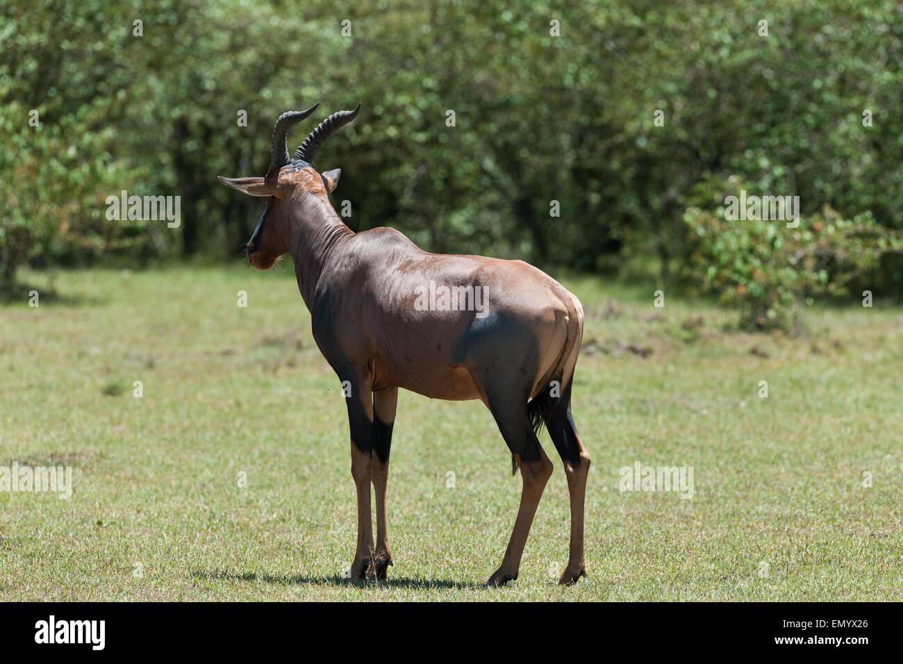 Topi antelope in the savanna of Africa Stock Photo - Alamy