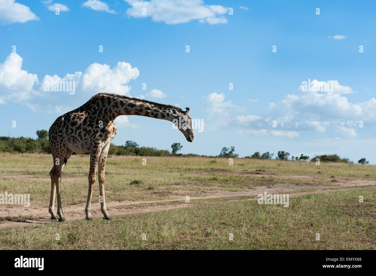 giraffe in the savanna of Africa Stock Photo - Alamy
