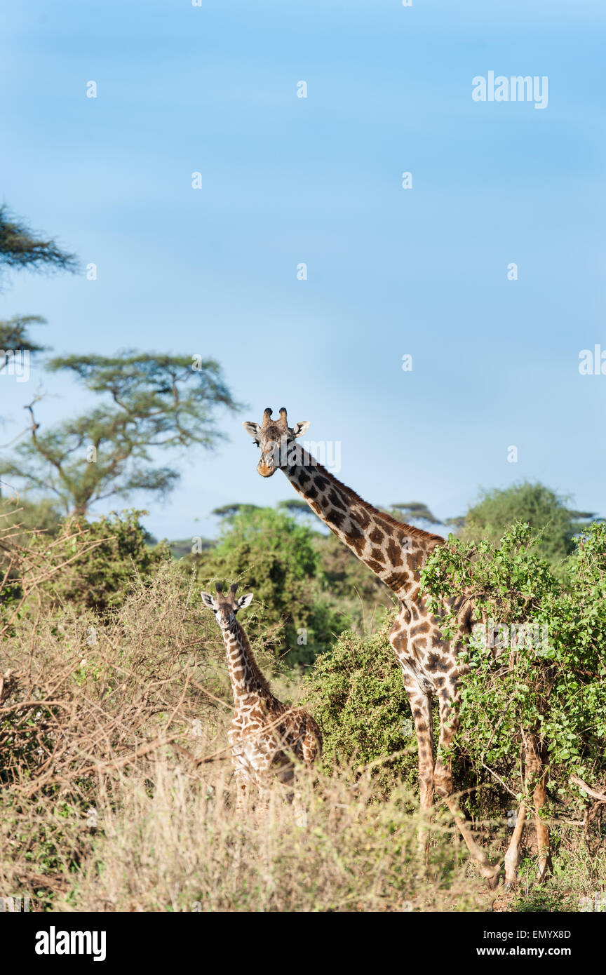 Giraffe eyes hi-res stock photography and images - Alamy