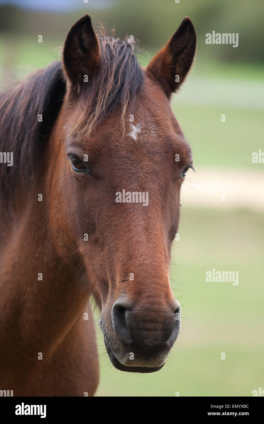 photo portrait of a beautiful chestnut pony Stock Photo - Alamy