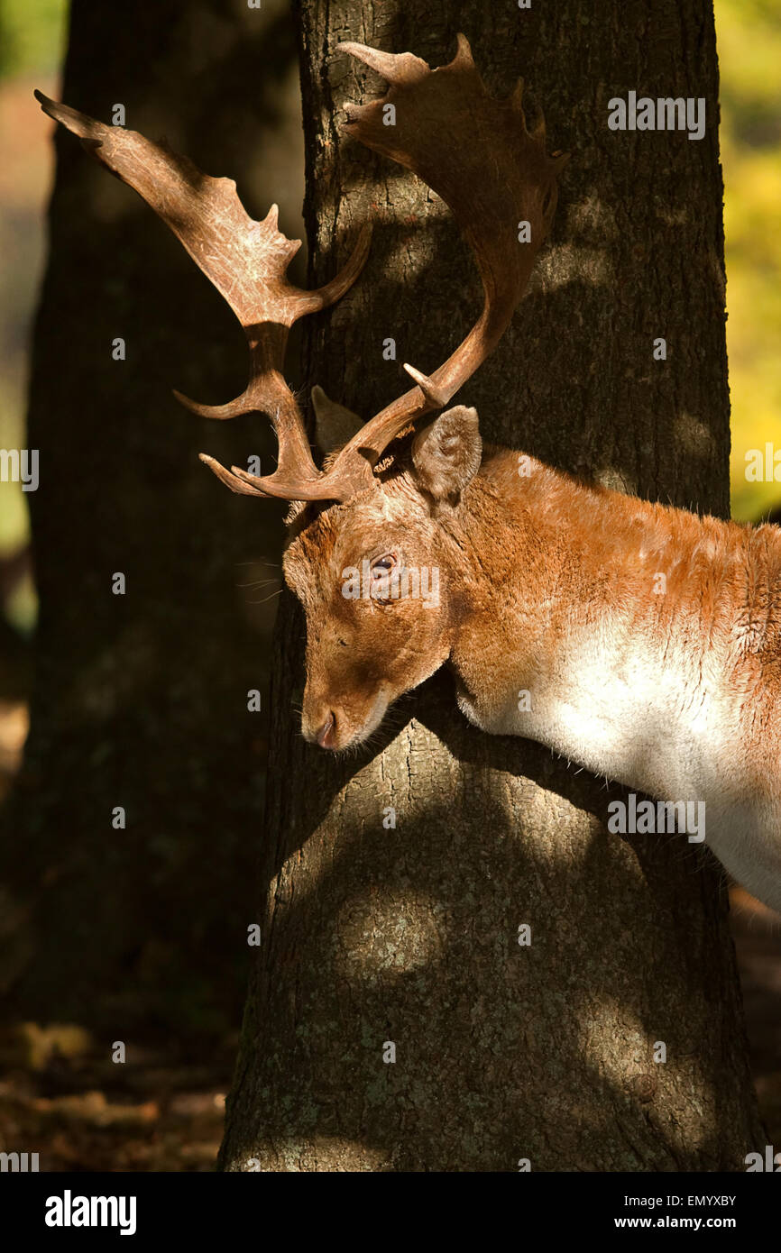 photo portrait of a stag in the sunshine Stock Photo - Alamy