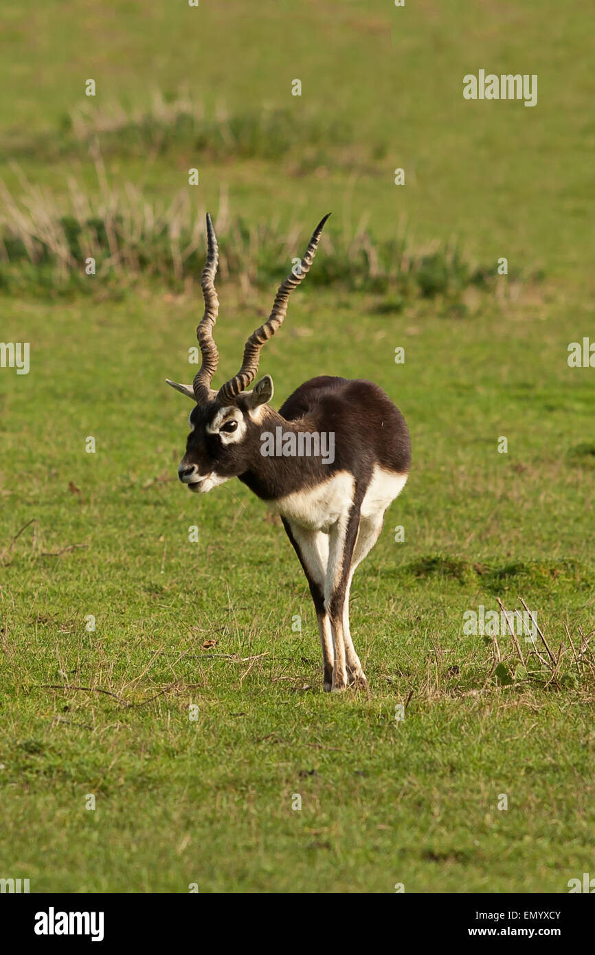 photo of a male black buck Stock Photo - Alamy