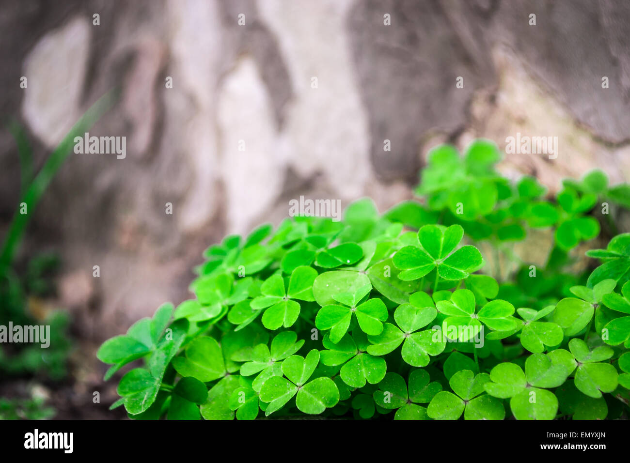 Clover leaf plant icon hi-res stock photography and images - Alamy