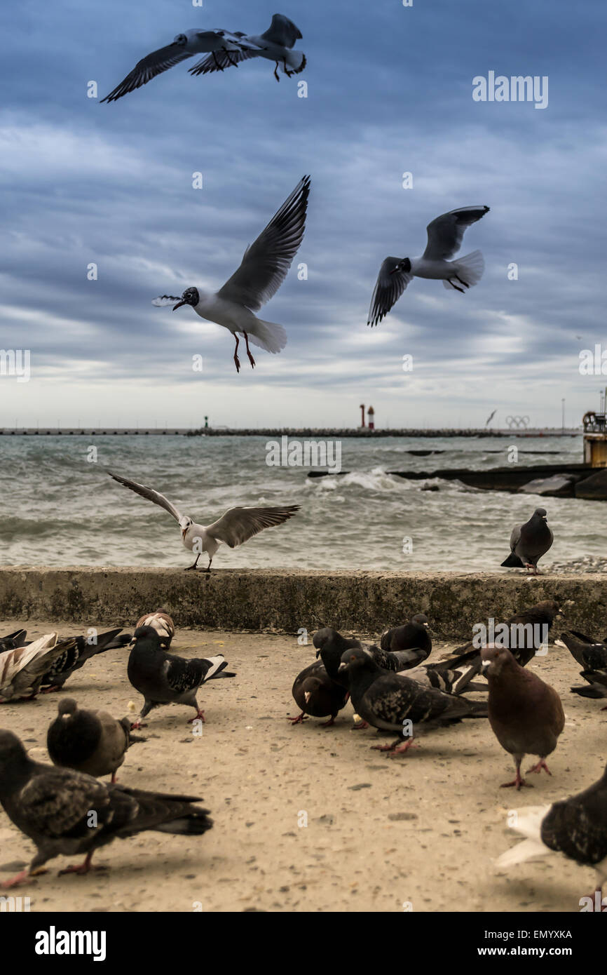 Pigeons fight hi-res stock photography and images - Alamy