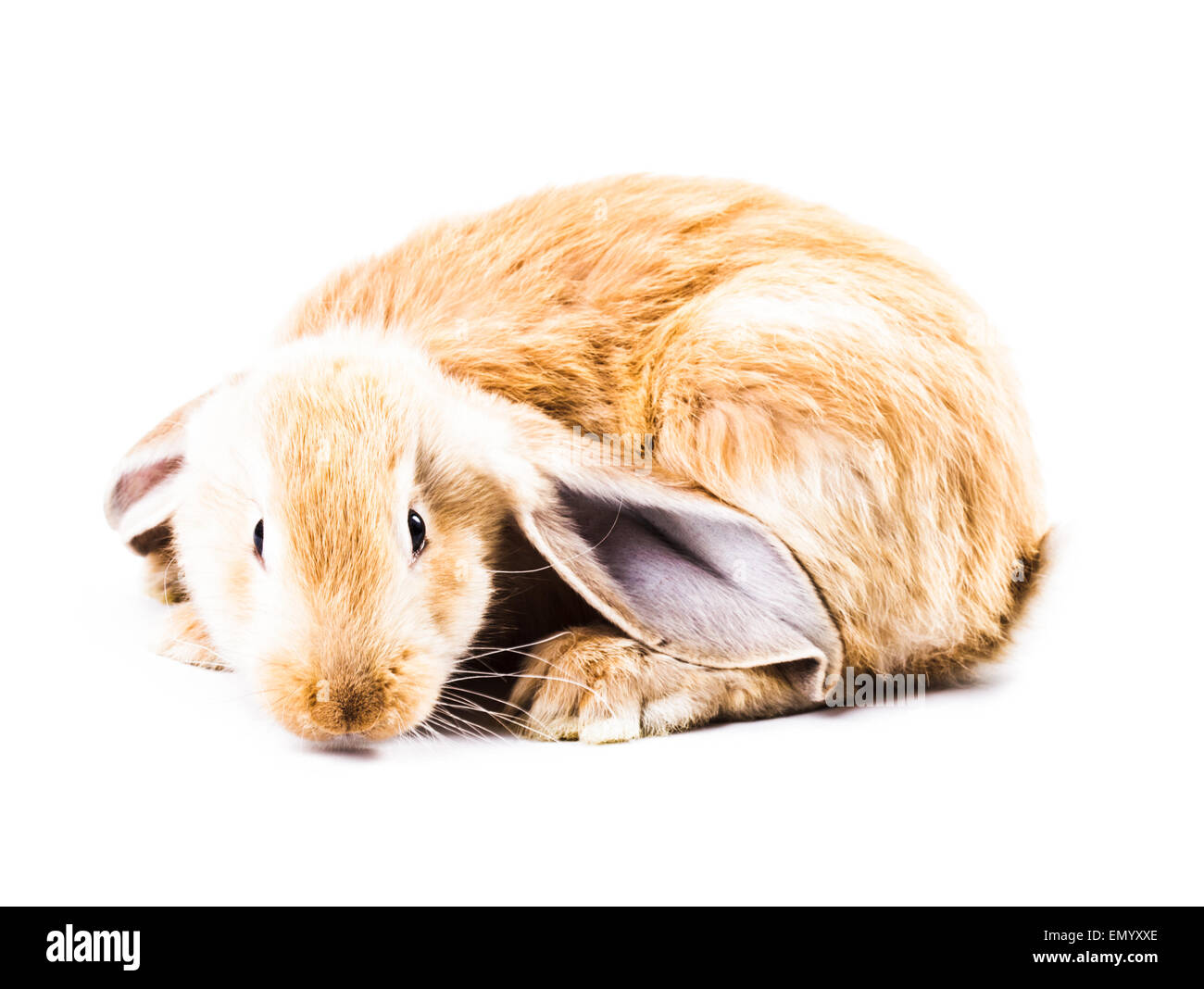 Cute red rabbit Stock Photo - Alamy