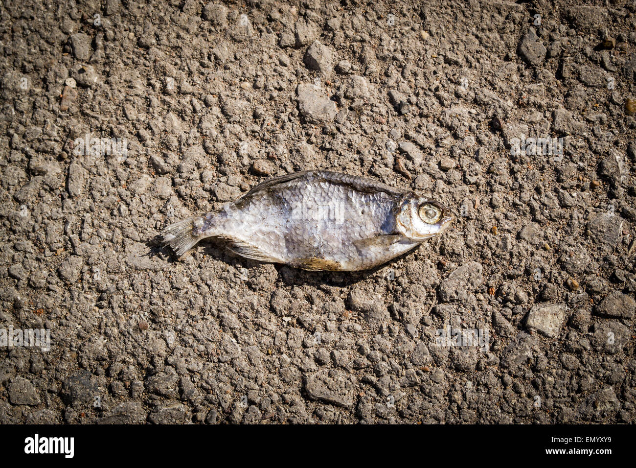Dead dried fish on gravel in natural sunlight Stock Photo - Alamy