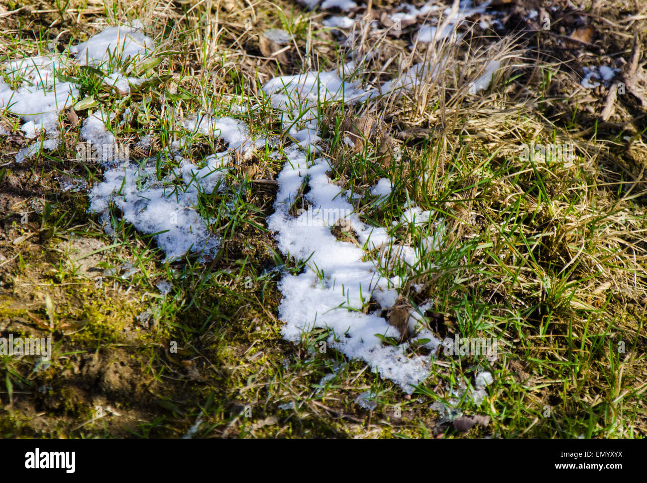 Green grass in snow Stock Photo - Alamy